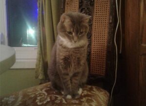 Rest in peace, Daisy – Gerald Prokop